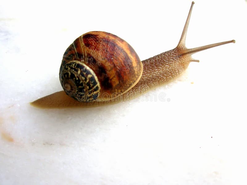 Small Snail Picture. Image: 1401862