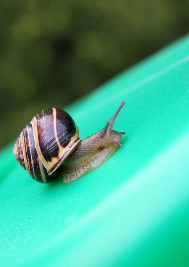 Small Snail Vertically Oriented Stock Photo - Image of grass, lotus ...