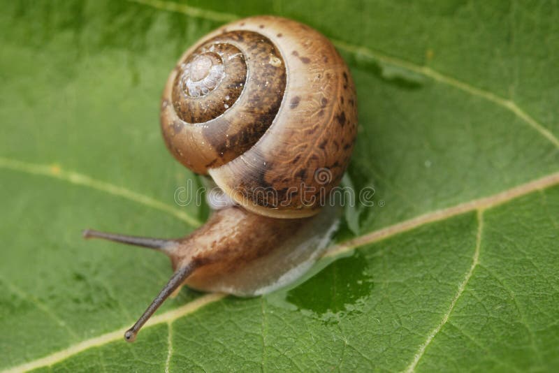 Small Snail stock photo. Image of animal, shell, sticky - 21395384