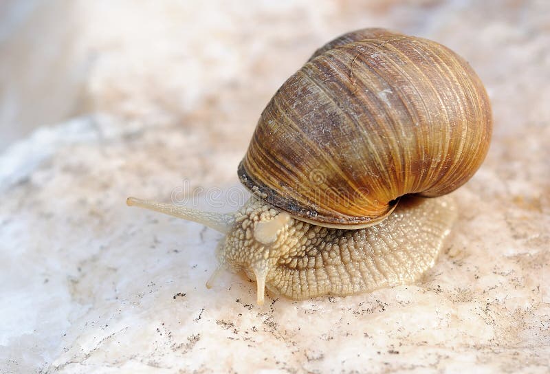 Small snail stock image. Image of shell, mollusk, crawl - 26025931