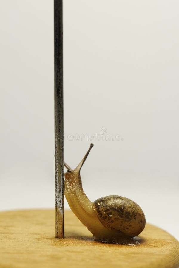 A small snail stock photo. Image of curiosity, aninmal - 27433506