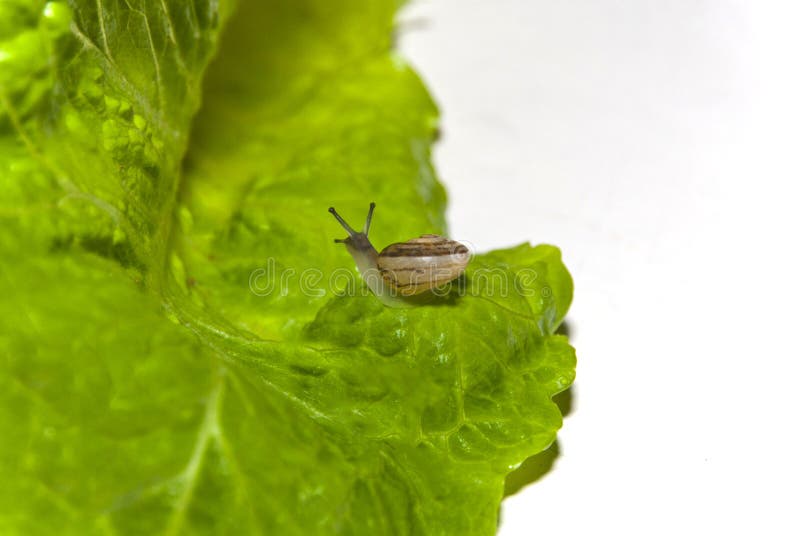 Small snail stock photo. Image of crawl, horns, animal - 29179096