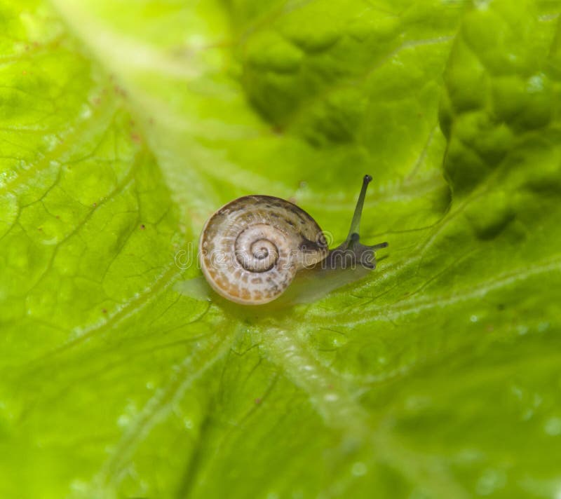 Small snail stock photo. Image of horns, cooperation - 29499956