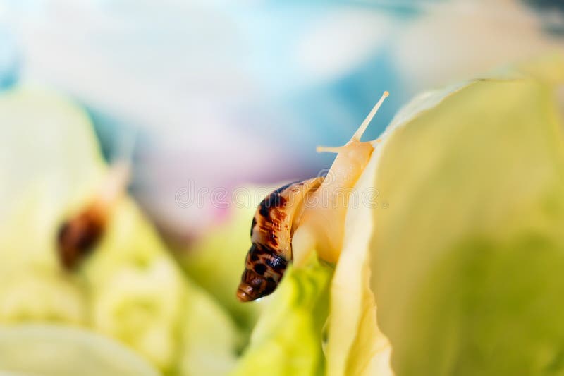 Leaf of African tulip tree stock image. Image of tulip - 128891107