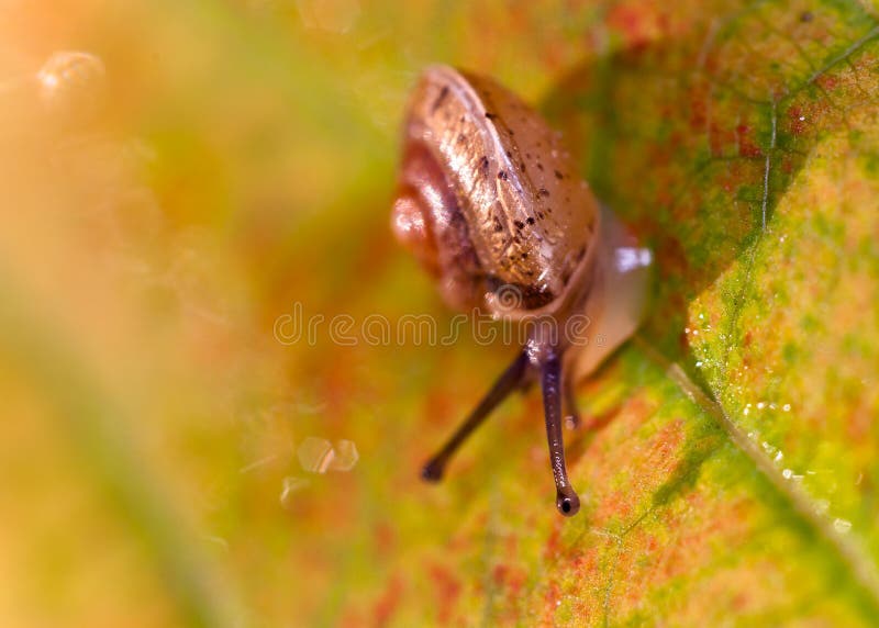 Small snail stock photo. Image of nature, snail, summer - 37013806