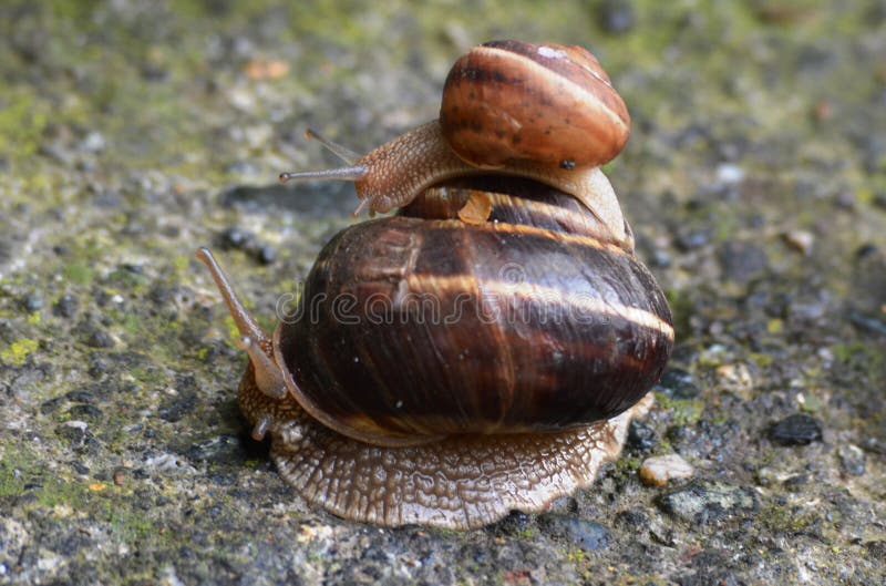 Small snail on a big snail stock image. Image of organism - 342494965
