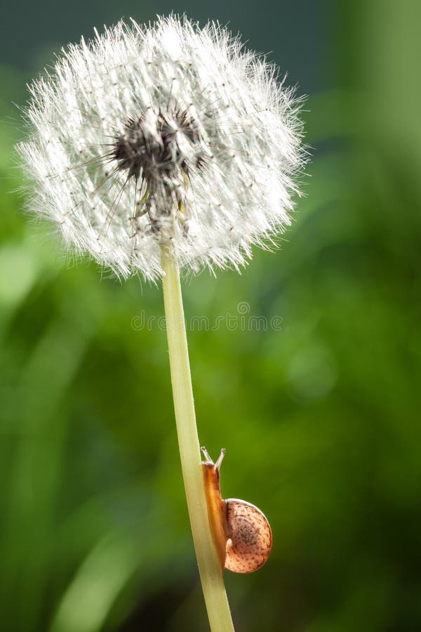 Small Snail on Big Dandelion Stock Photo - Image of outdoor, crawl ...
