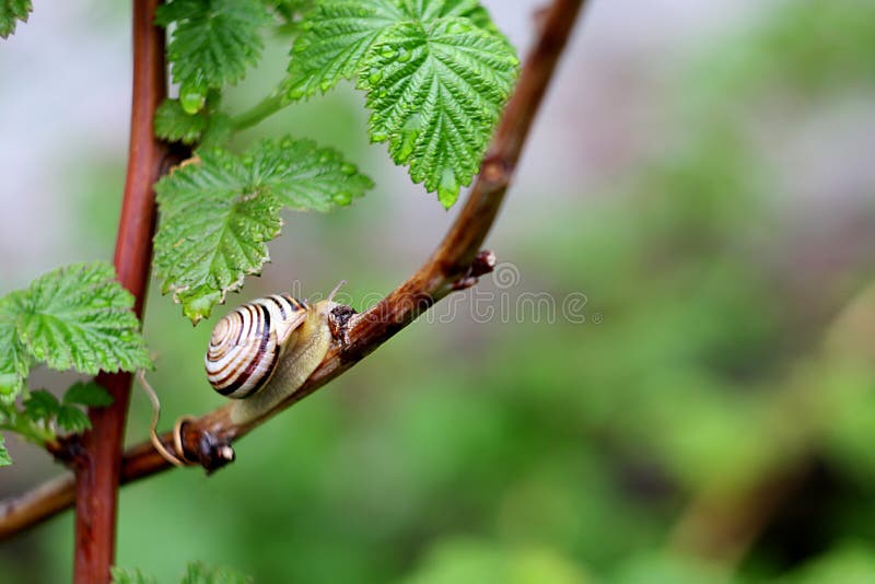 Small snail 2 stock image. Image of zoology, helix, white - 40555033