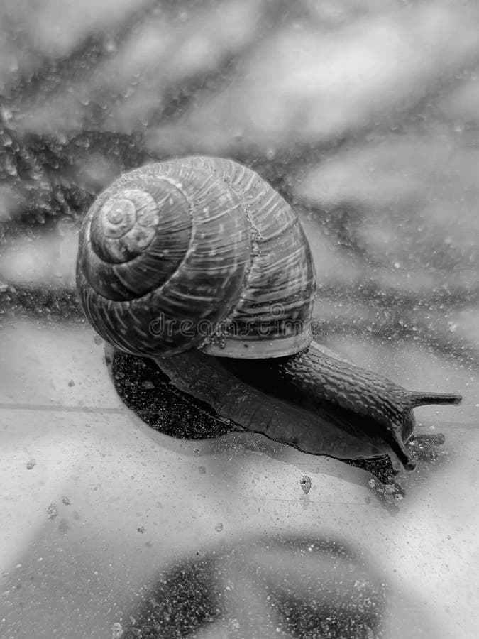 Small Snail Close-up. Black and White Format Stock Image - Image of ...