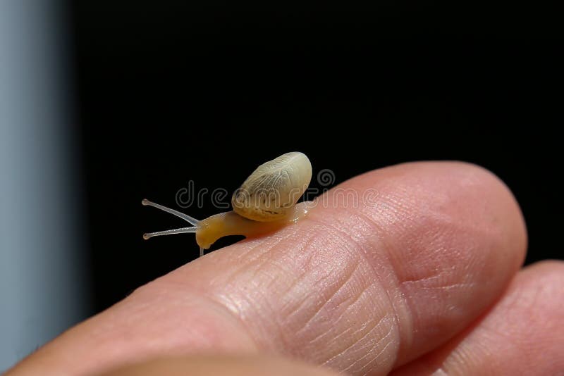 941 Finger Snail Stock Photos - Free & Royalty-Free Stock Photos from ...