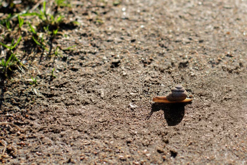 A Small Snail Crosses the Path. Stock Photo - Image of conch, nature ...