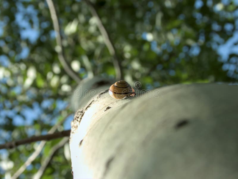 5,482 Blue Spiral Flower Stock Photos - Free & Royalty-Free Stock ...