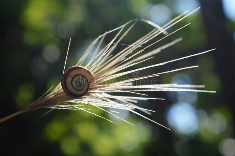 Small Snail on a Dry Blade of Grass Stock Image - Image of blade ...