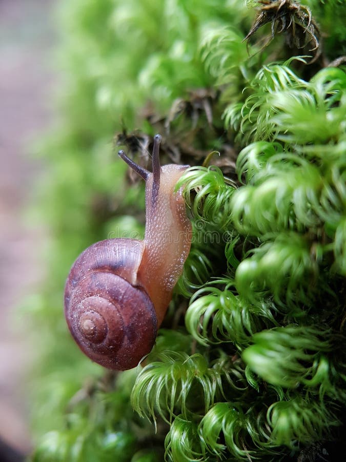 Small Snail Eat Moss on a Tree in Tropical Forest Stock Image - Image ...