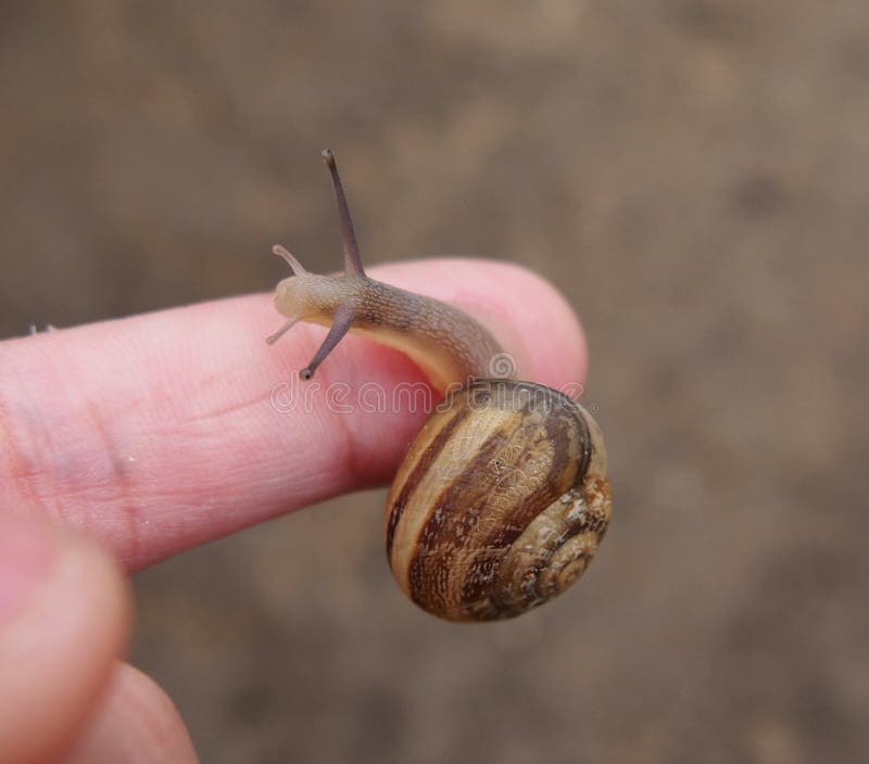 Small Snail stock photo. Image of small, crawling, finger - 70963952