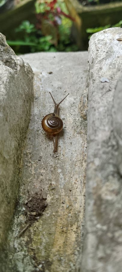Small Snail from the Garden Yard Stock Image - Image of beetle, pest ...