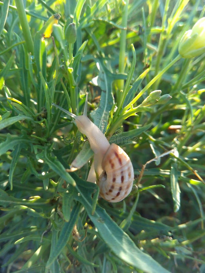 Small snail in green grass stock photo. Image of green - 81363592