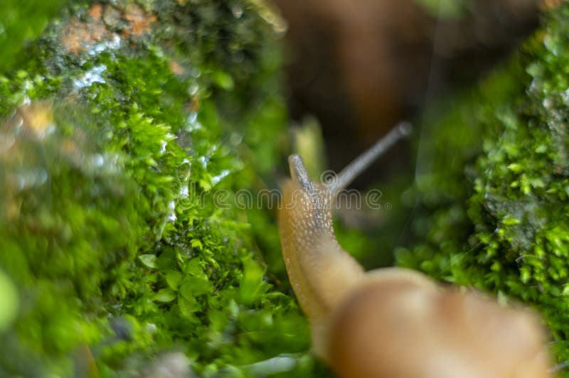 Small Snail on Green Moss in Rain, Stock Photo - Image of portrait ...