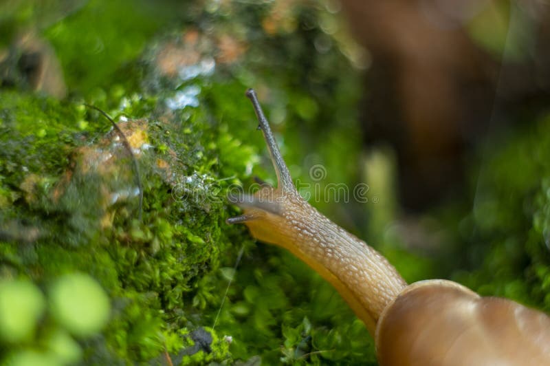Small Snail on Green Moss in Rain, Stock Photo - Image of shot, field ...