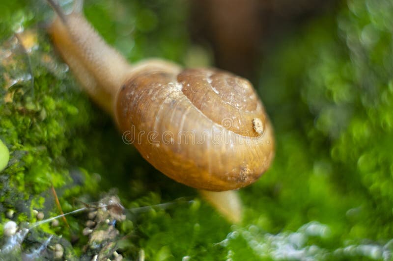 Small Snail on Green Moss in Rain, Stock Image - Image of tree, shot ...
