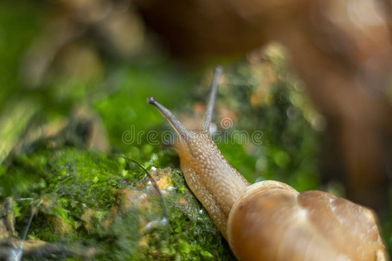 Small Snail on Green Moss in Rain, Stock Photo - Image of green ...