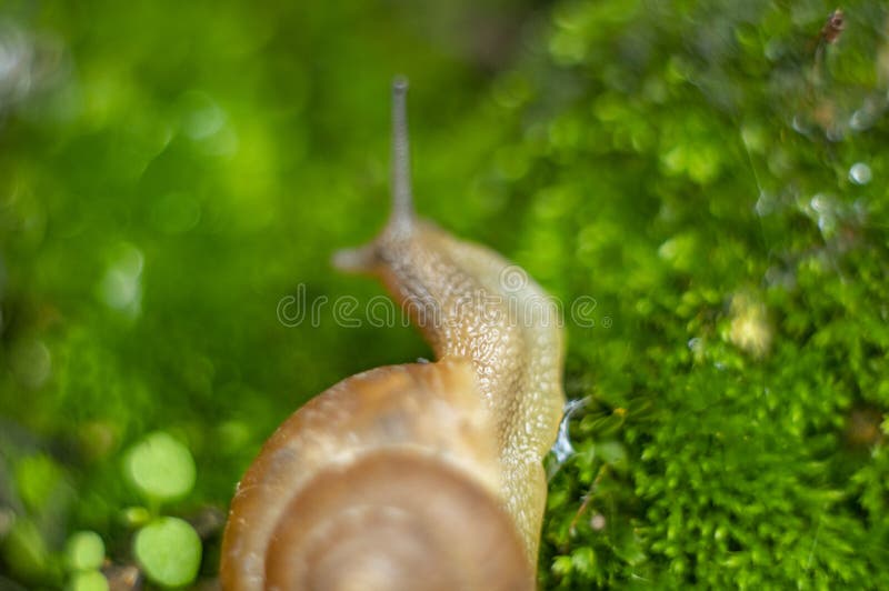 Small Snail on Green Moss in Rain, Stock Photo - Image of grass, food ...