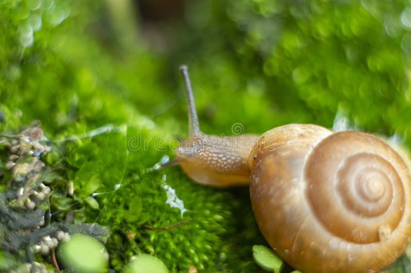 Small Snail on Green Moss in Rain, Stock Image - Image of subtle ...