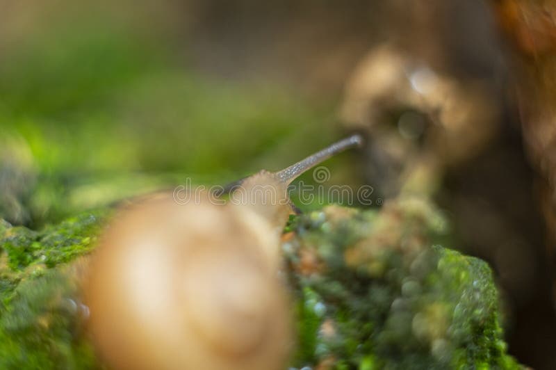 Small Snail on Green Moss in Rain, Stock Photo - Image of animal ...