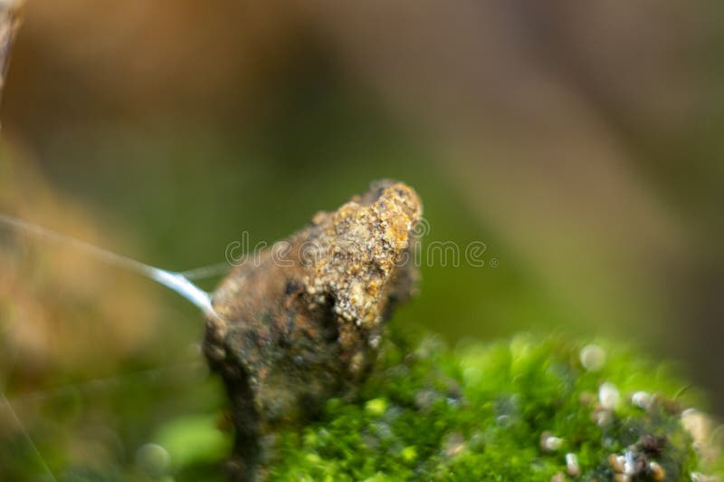 Small Snail on Green Moss in Rain, Stock Image - Image of produce ...