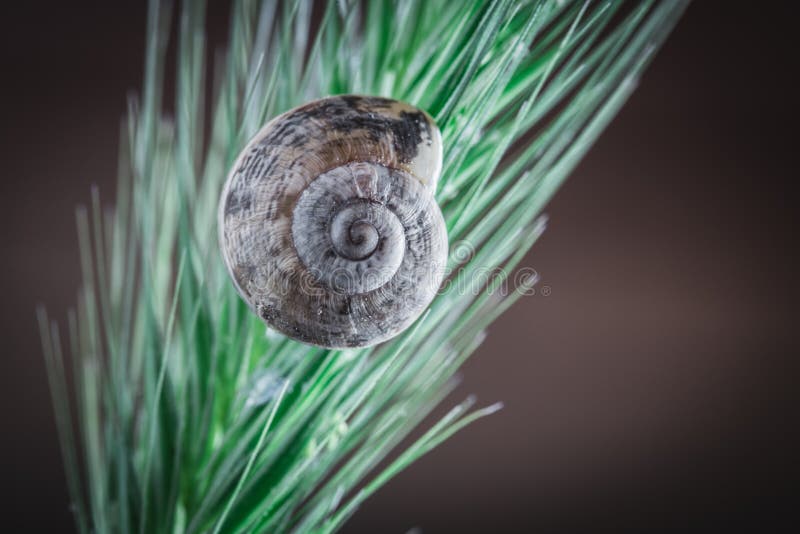 Small Snail on Green Stem Macro Photo Stock Image - Image of slow ...