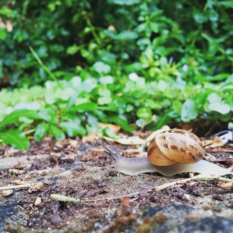 Small snail on the ground stock image. Image of ground - 73976791