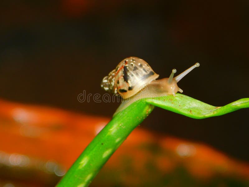 A small snail stock photo. Image of wait, destination - 123164156