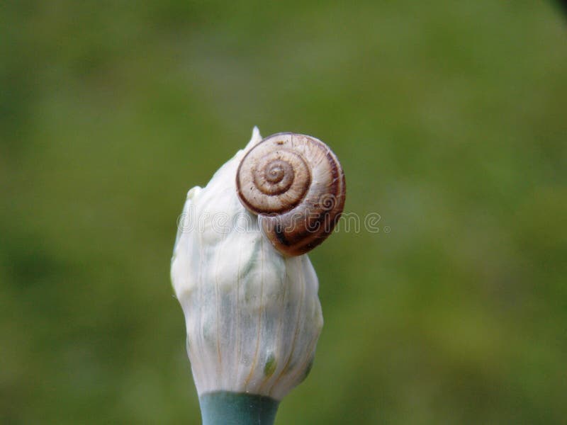 Small snail on onion plant stock image. Image of plant - 388806817