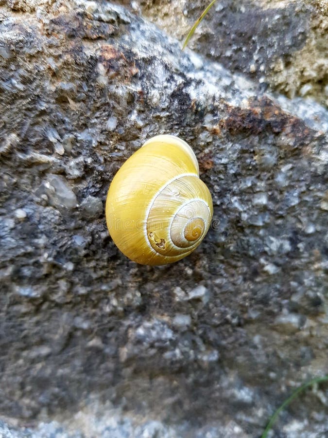 Little Yellow Snail Over a Stone Stock Photo - Image of snail, yellow ...