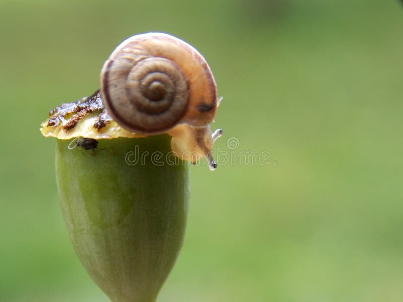 Small snail on a plant stock image. Image of wildlife - 388806979