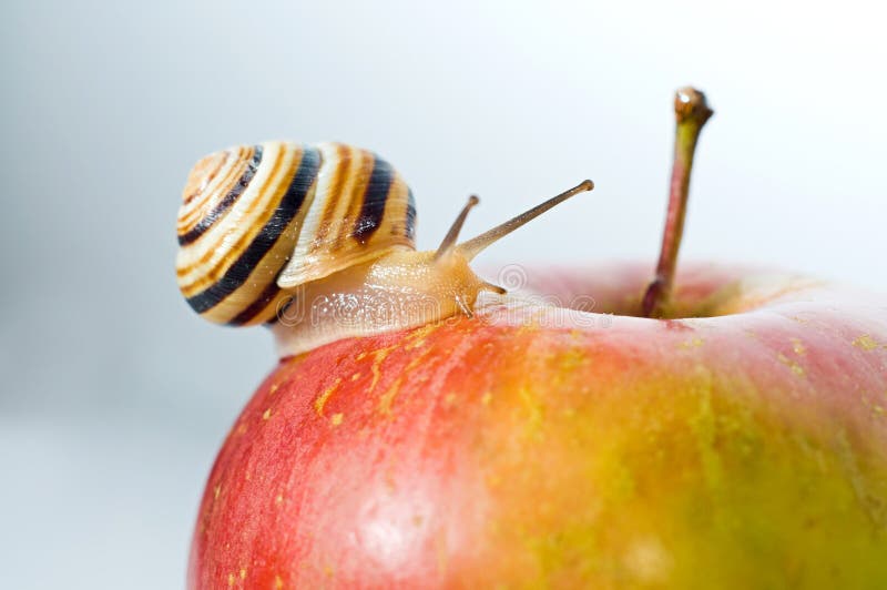 Small snail on a red apple stock image. Image of close - 61775933