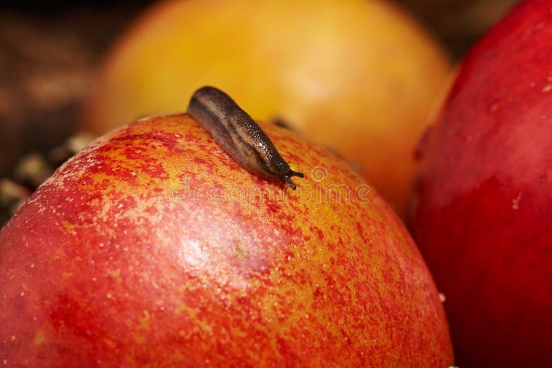 Small snail on red apple stock image. Image of small - 61650861