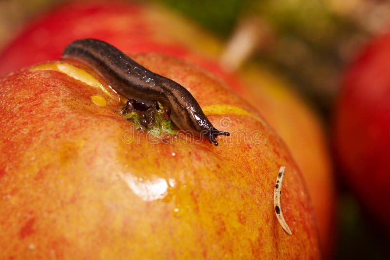 Small snail on red apple stock photo. Image of drops - 61650864