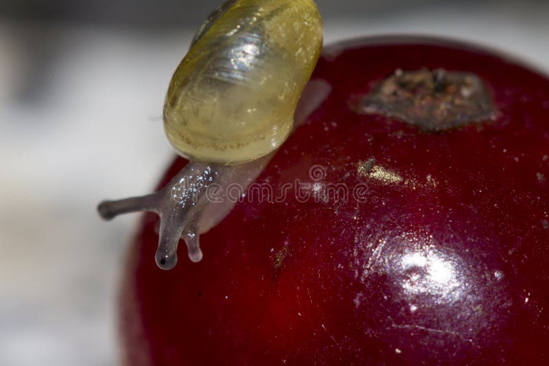 Small Snail on a Red Currant Berry Stock Photo - Image of fruit ...