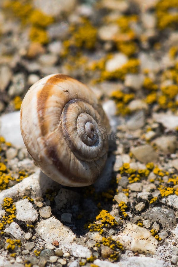 Small Colourful Snail Shell Drying in the Sun Stock Image - Image of ...