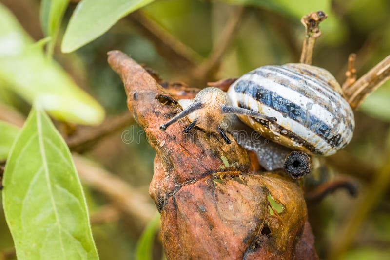 Small Snail with Snail Shell Hanging on a Branch of a Tree, Germany ...
