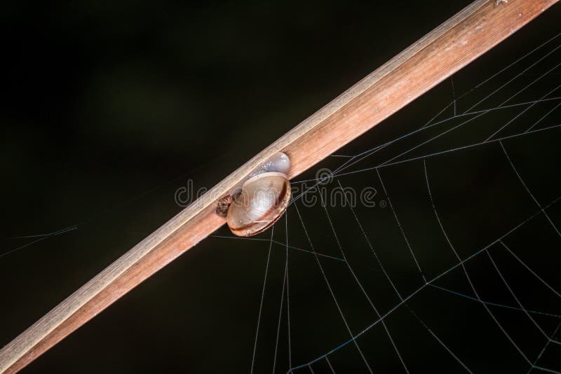 Small Snail with Snail Shell on a Reed with Spider Web on a Lake or ...