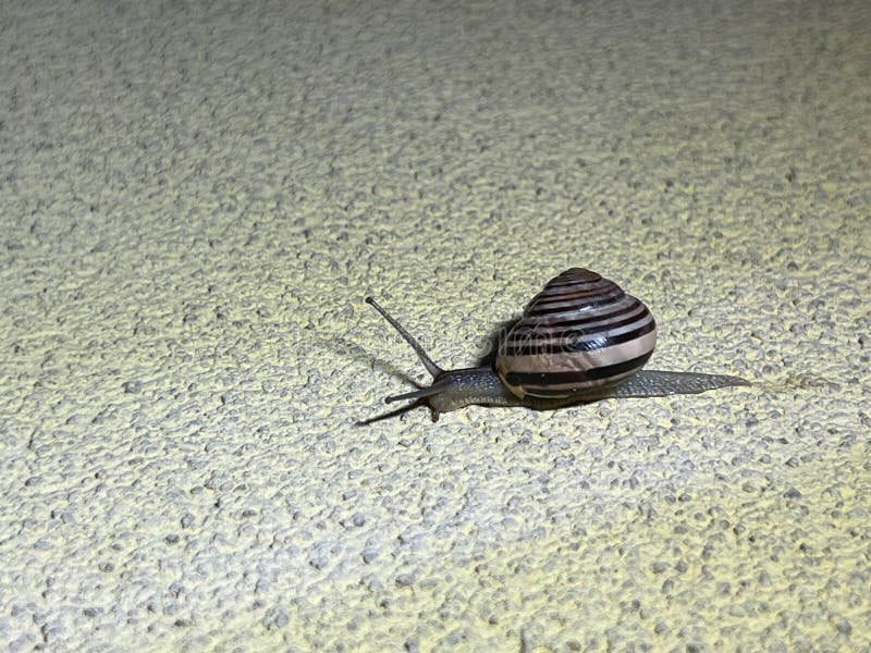A Small Snail in a Shell Wandering Along a Wall at Night Stock Photo ...