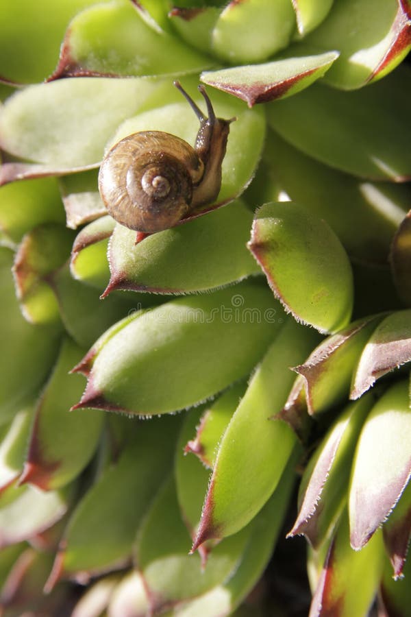 A Small Snail Sits on a Plant Stock Photo - Image of flower, branch ...