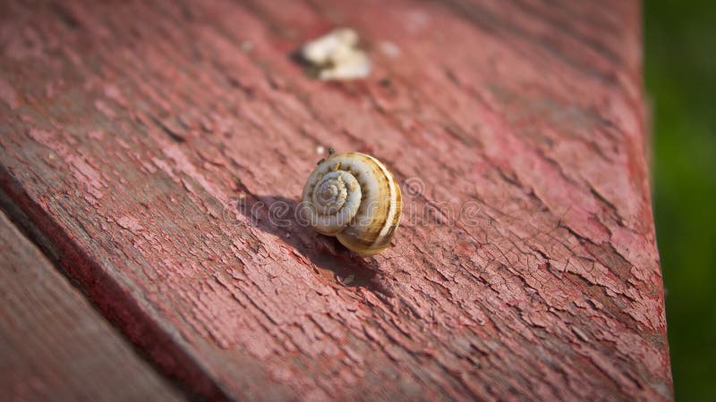 Small snail sleeping stock photo. Image of sticky, snail - 56061564