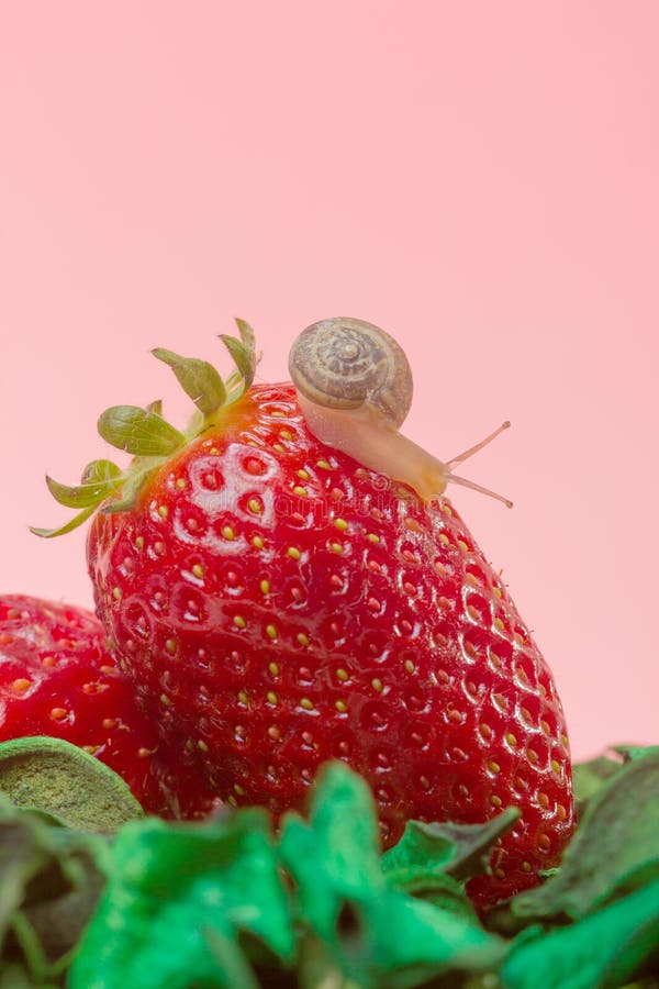 Small snail on strawberry stock photo. Image of strawberry - 40301986