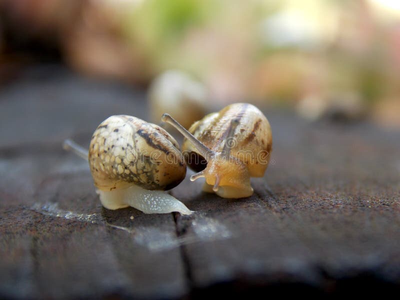 Snail on the stump stock image. Image of small, animal - 103877795