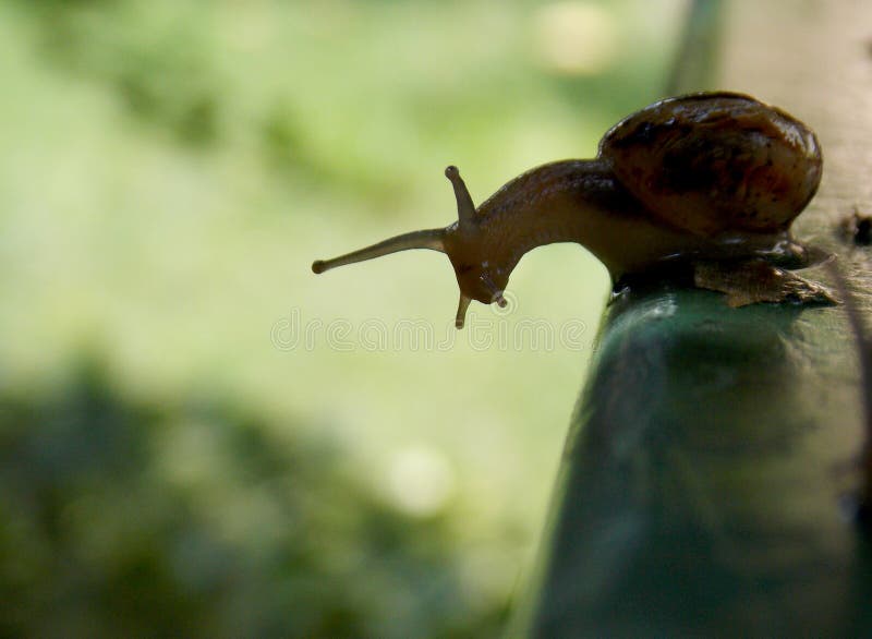 Small Snail on a Plastic Drinking Straw Stock Photo - Image of nature ...