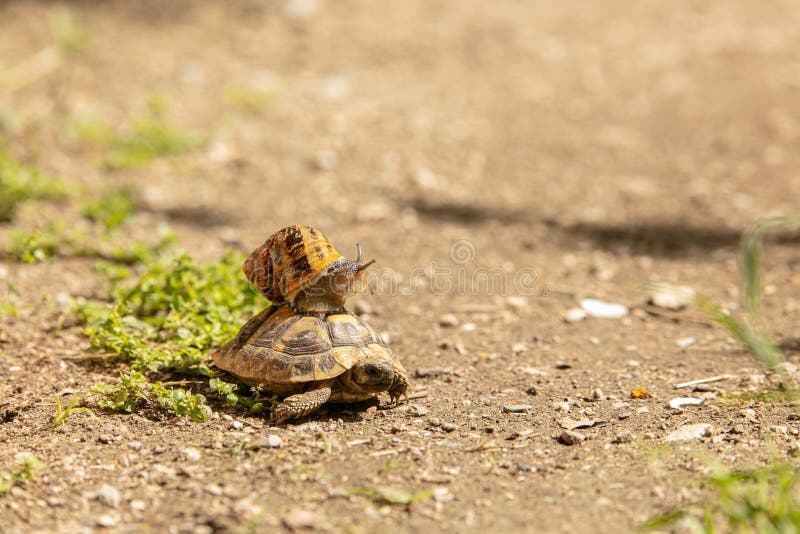 Small Snail on a Small Turtle Stock Photo - Image of snail, shell ...