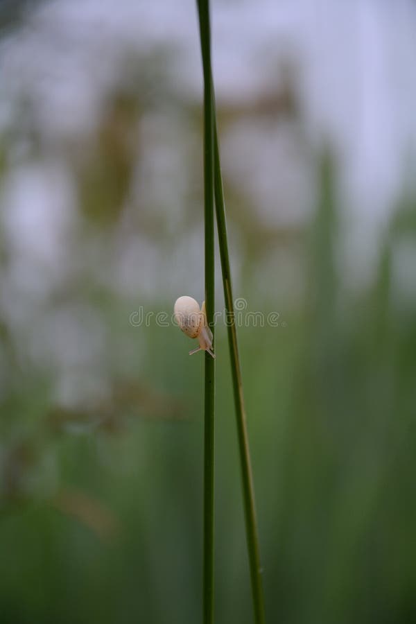 Logos Green Middle Stock Photos - Free & Royalty-Free Stock Photos from ...